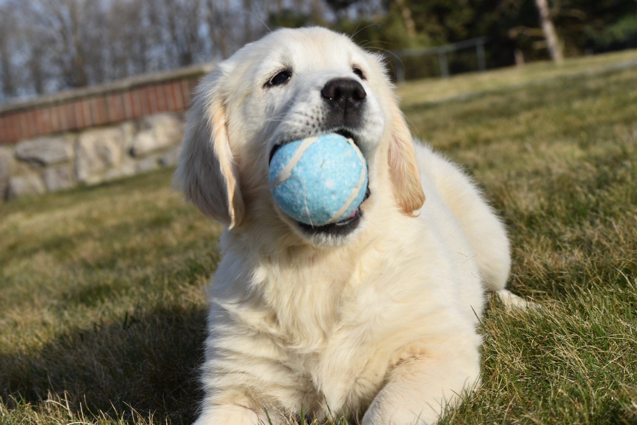 Cozy Cabin Goldens – Golden Retrievers, Ohio